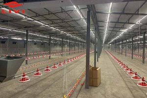 Broiler Ground Raising System - LIVI