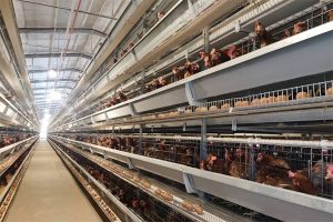 The Common Types Of Battery Cage System In Poultry Farming - LIVI