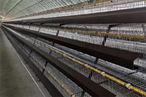 The Common Types Of Battery Cage System In Poultry Farming - LIVI